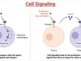 Cell Signaling Definition Types And Pathways