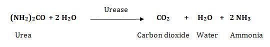 Urease Test: Principle, Procedure, Results • Microbe Online