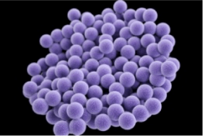 Staphylococcus Aureus Microscope