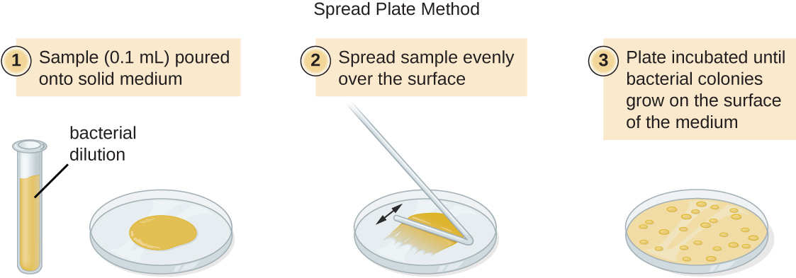 Spread Plate Technique: Principle, Procedure, Results • Microbe Online