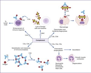 Complement Pathways: Types, Functions, Regulation • Microbe Online