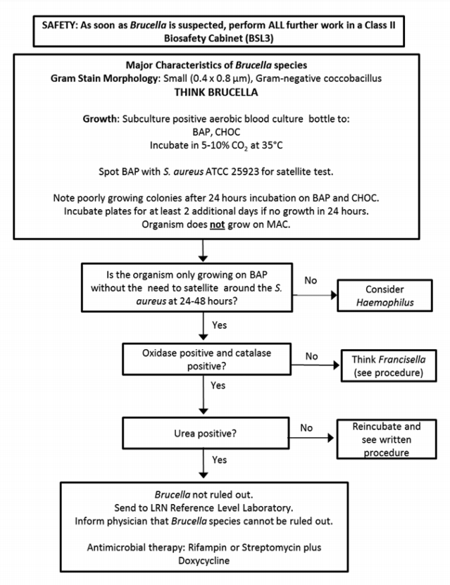 Brucella: Properties, Pathogenesis, Lab Diagnosis • Microbe Online
