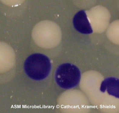 Oxidase Test: Principle, Procedure, Results • Microbe Online