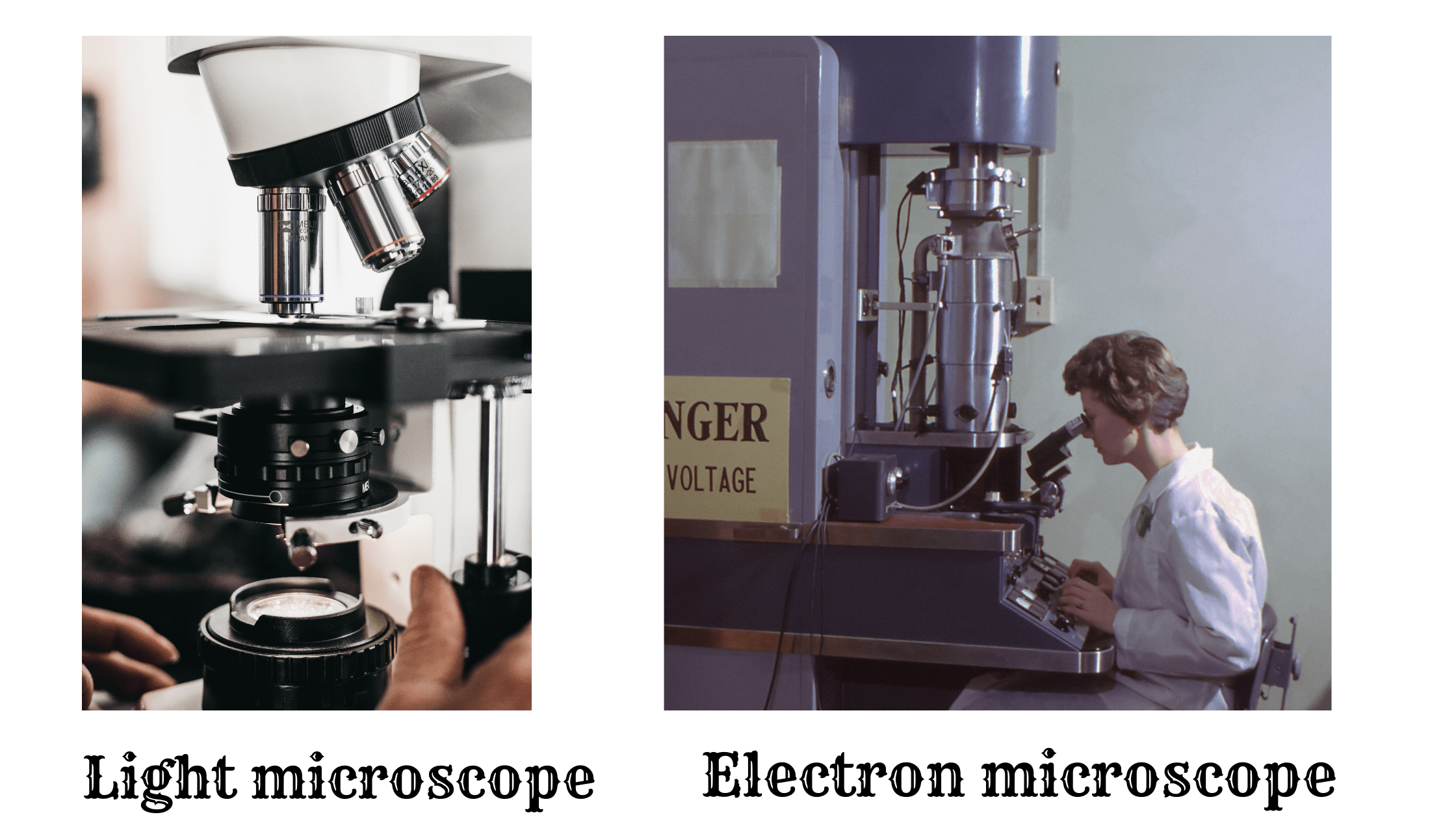Types of Microscopes and Their Uses • Microbe Online