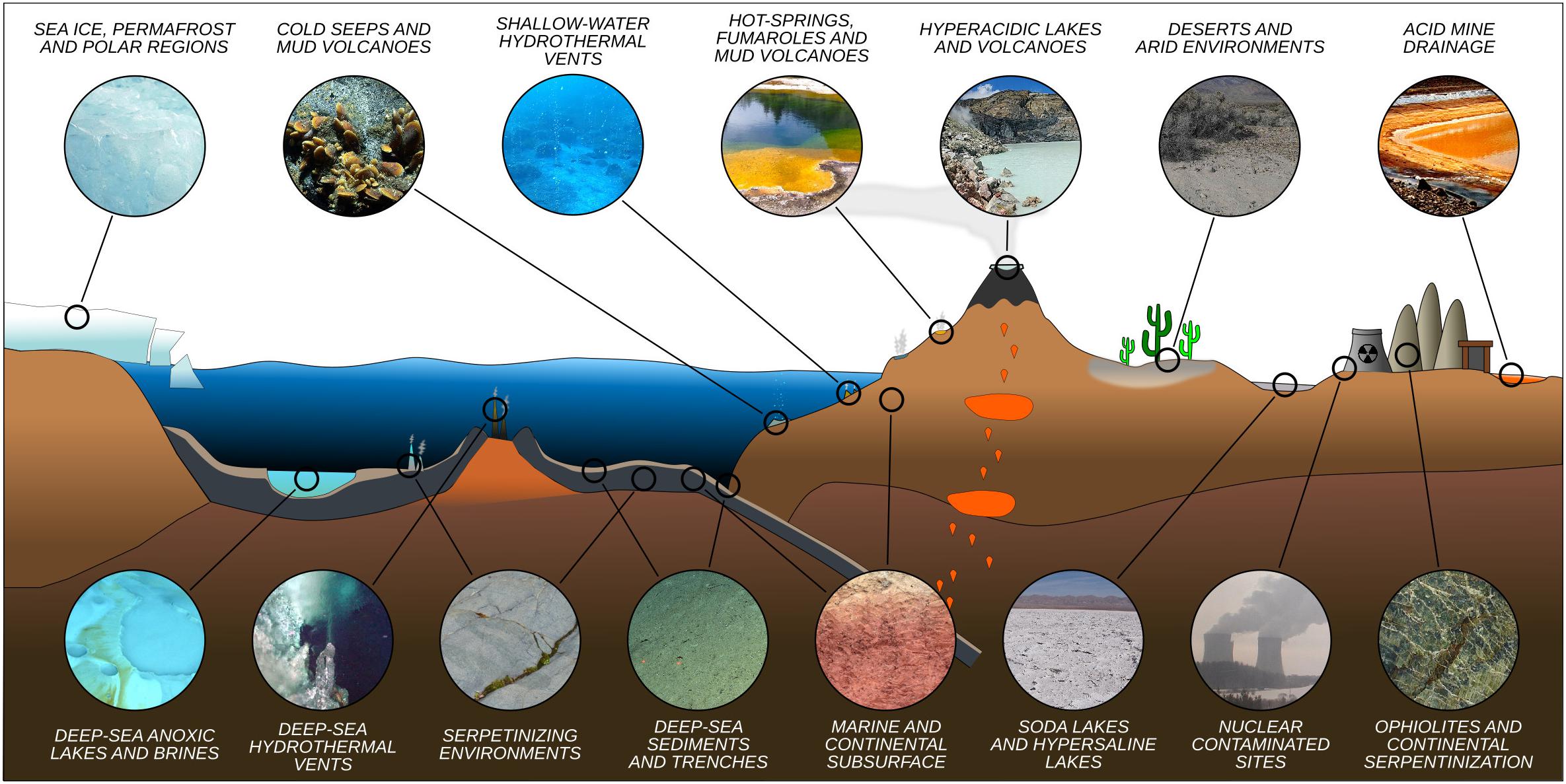 Extremophiles Their Types And Applications Microbe Online extremophiles-their-types-and-applications-microbe-online