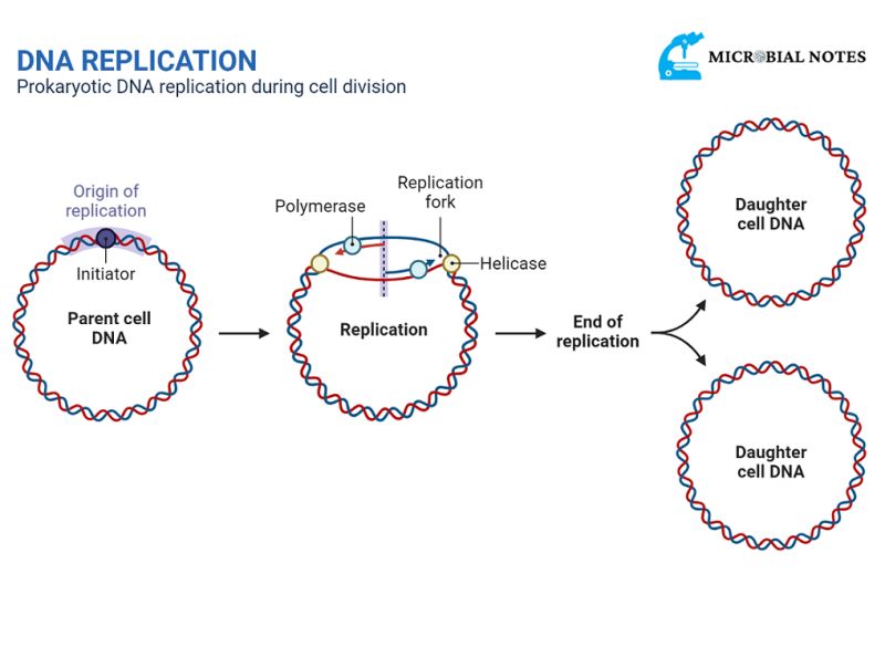 Cell Replication Notes Cell Replication How Important Is It For - Best Sunset Wallpapers in 8K