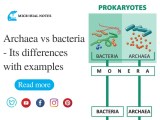 Archaea Bacteria