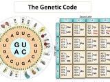 Salient Features Of Genetic Code Microbiology Notes