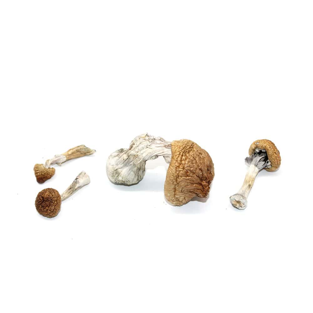 Lizard King Mushroom Strain | Lizard King Magic Mushrooms
