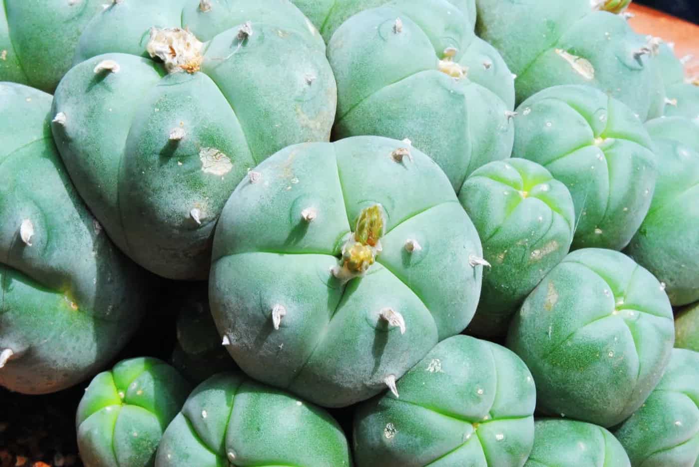 Mescaline Powder