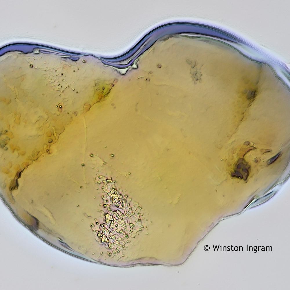 Microscopy Micro Fossils | Microbus Microscope Educational Website
