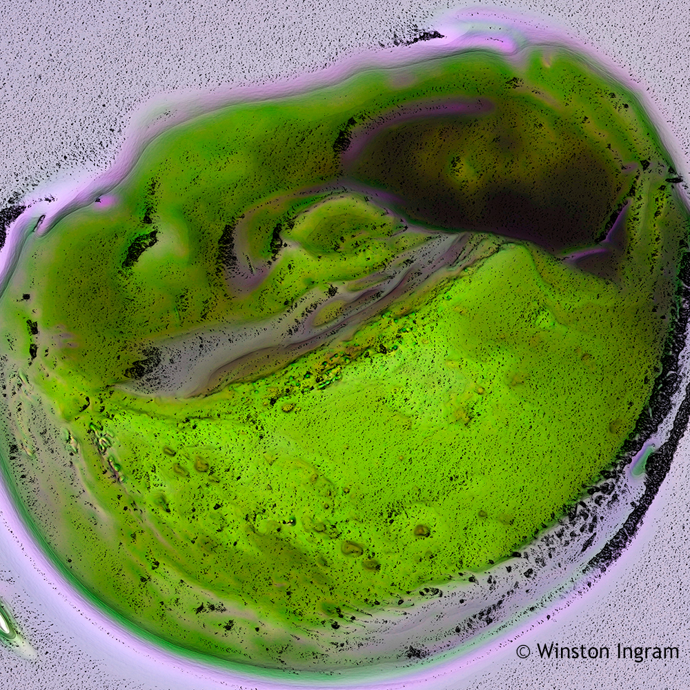 Microscopy Micro Fossils | Microbus Microscope Educational Website