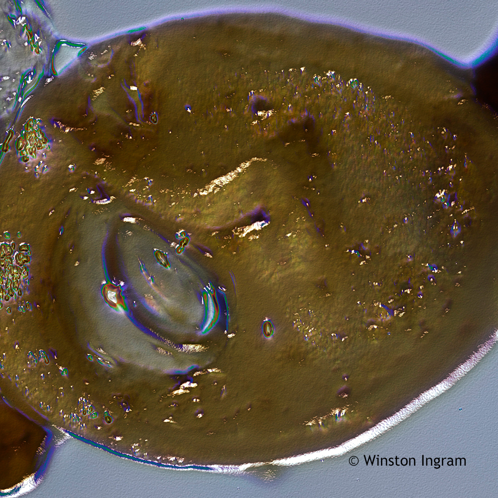 Microscopy Micro Fossils | Microbus Microscope Educational Website