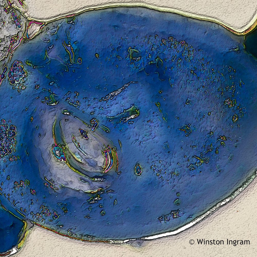 Microscopy Micro Fossils | Microbus Microscope Educational Website