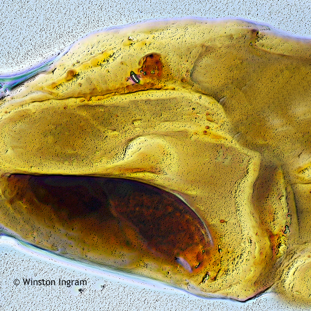 Microscopy Micro Fossils | Microbus Microscope Educational Website
