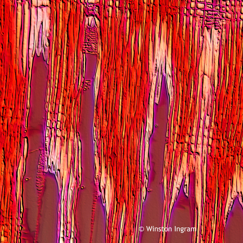 Microscopy Wood | Microbus Microscope Educational Website