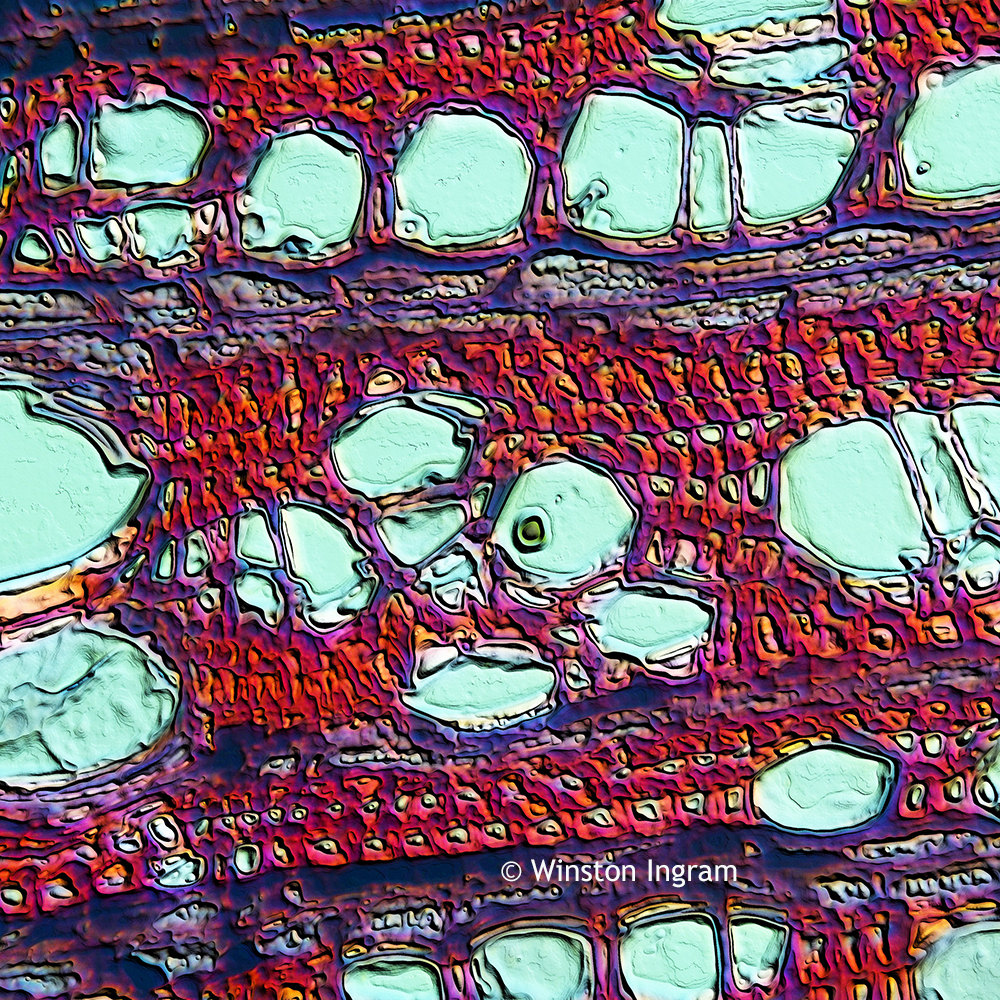 Microscopy Wood | Microbus Microscope Educational Website