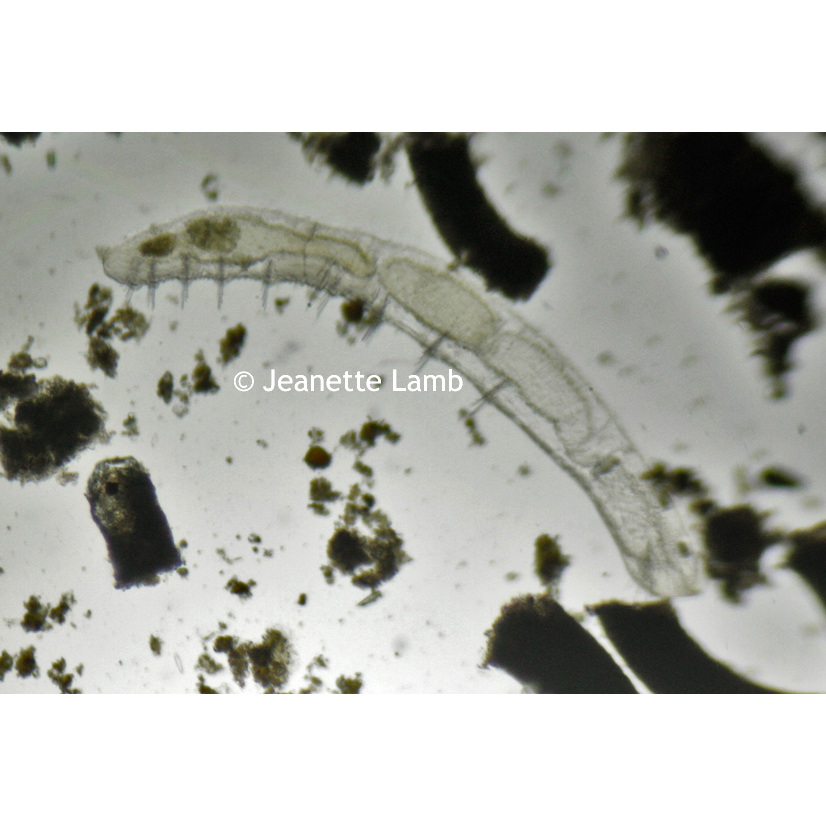 Microscopy Pond Water Critters | Microbus Microscope Educational Website