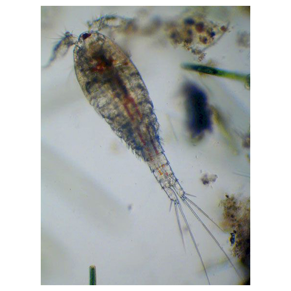 Mark Simmons | Microbus Microscope Educational Website