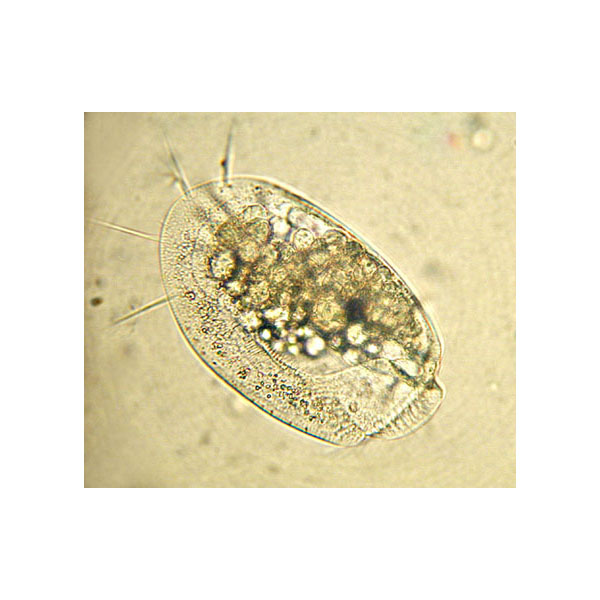 Mark Simmons | Microbus Microscope Educational Website