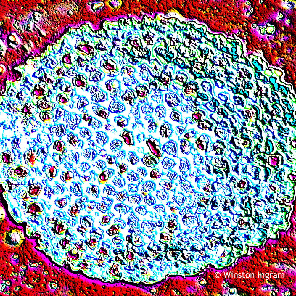 Microscopy Foraminifera | Microbus Microscope Educational Website