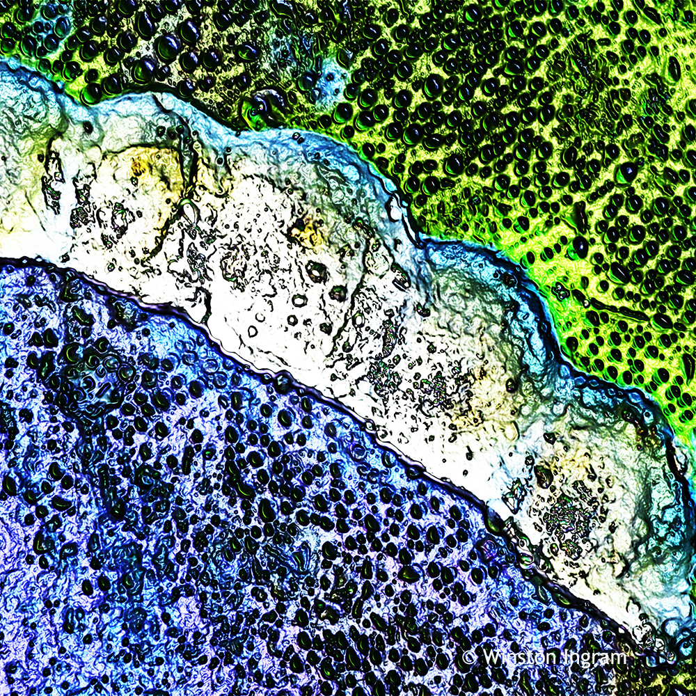 Microscopy Foraminifera | Microbus Microscope Educational Website