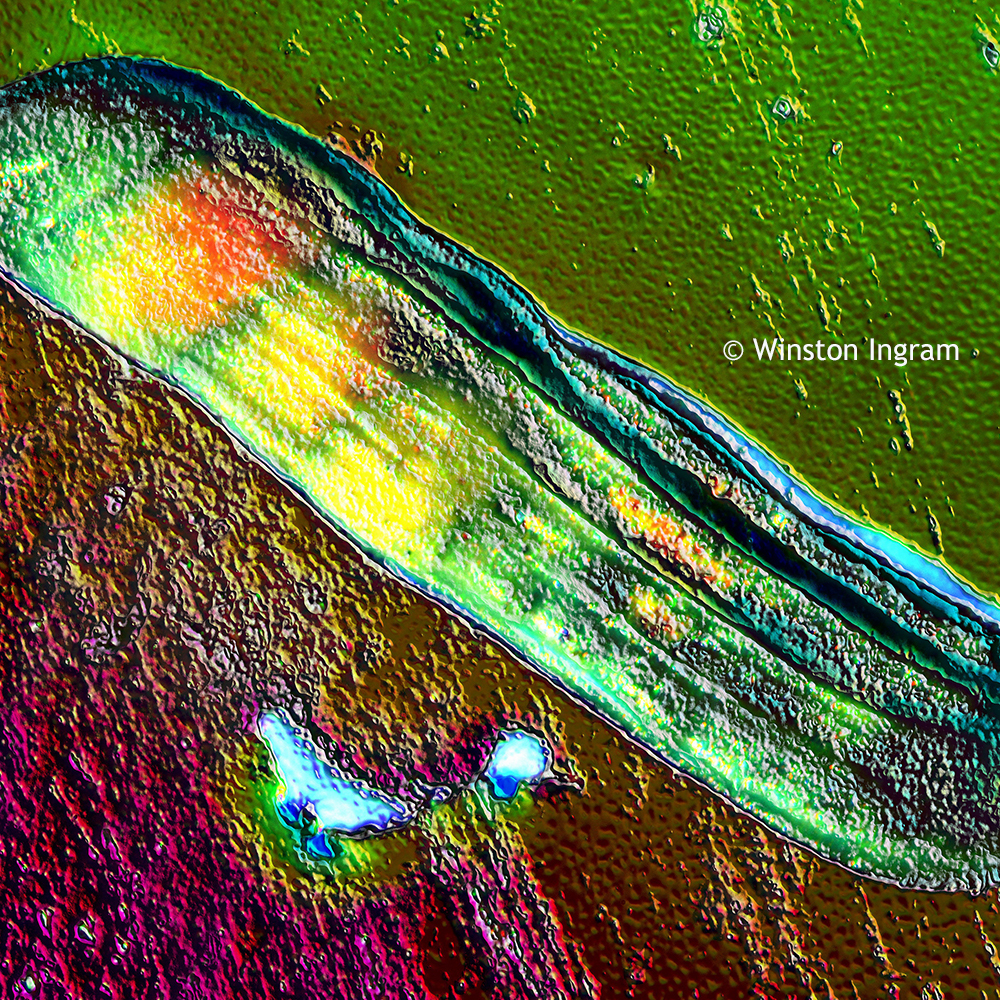 Microscopy Foraminifera | Microbus Microscope Educational Website
