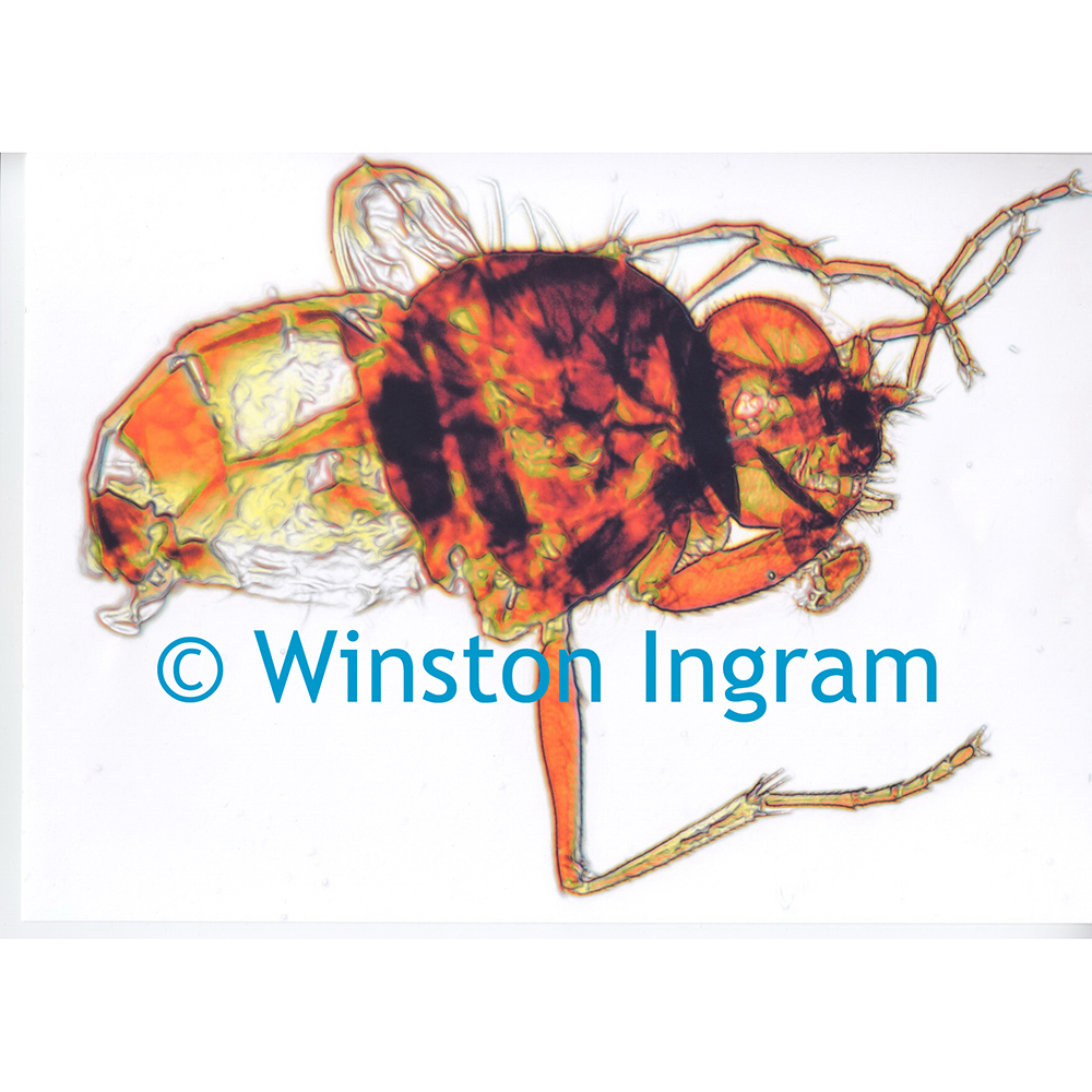 Microscopy Insects | Microbus Microscope Educational Website