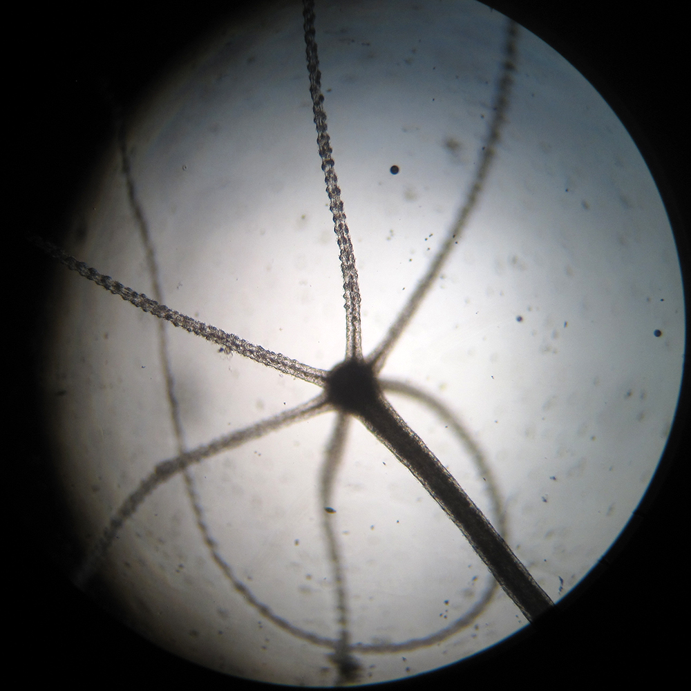 Microscopy Hydra | Microbus Microscope Educational Website