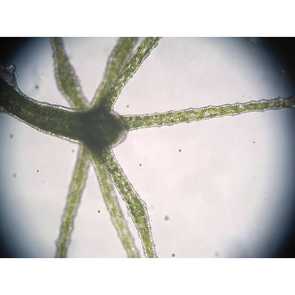 Microscopy Hydra | Microbus Microscope Educational Website