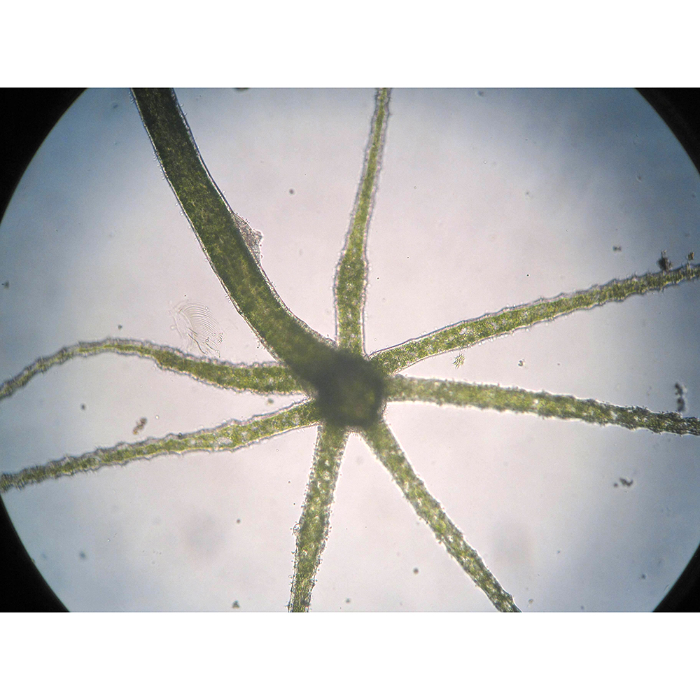 Microscopy Hydra | Microbus Microscope Educational Website