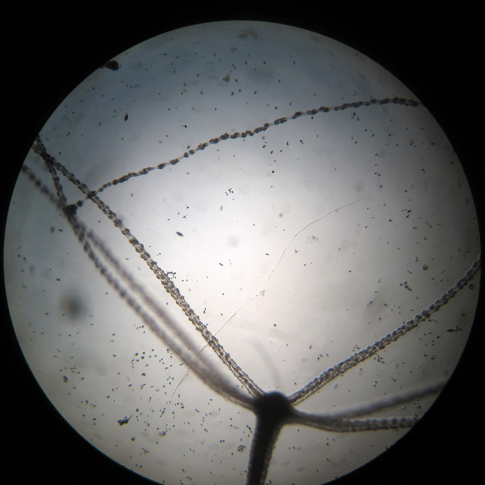 Microscopy Hydra | Microbus Microscope Educational Website