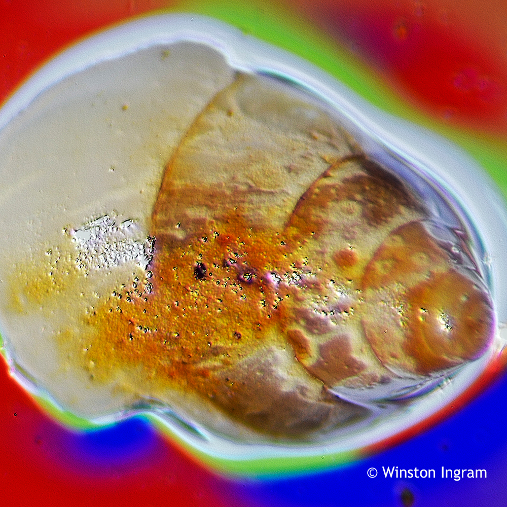 Microscopy Micro Fossils | Microbus Microscope Educational Website