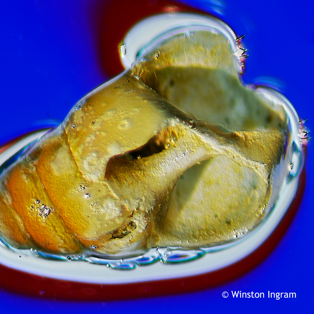 Microscopy Micro Fossils | Microbus Microscope Educational Website