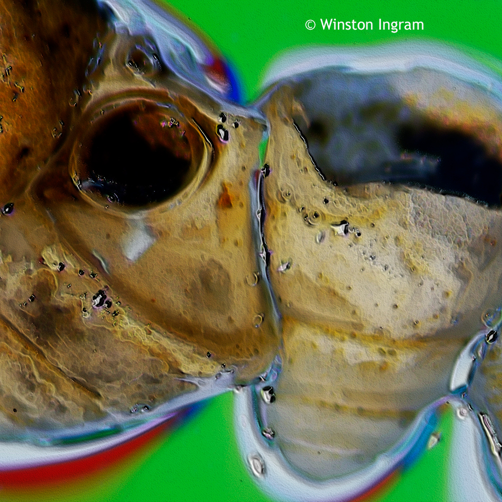 Microscopy Micro Fossils | Microbus Microscope Educational Website