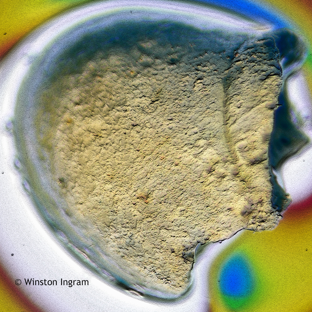 Microscopy Micro Fossils | Microbus Microscope Educational Website