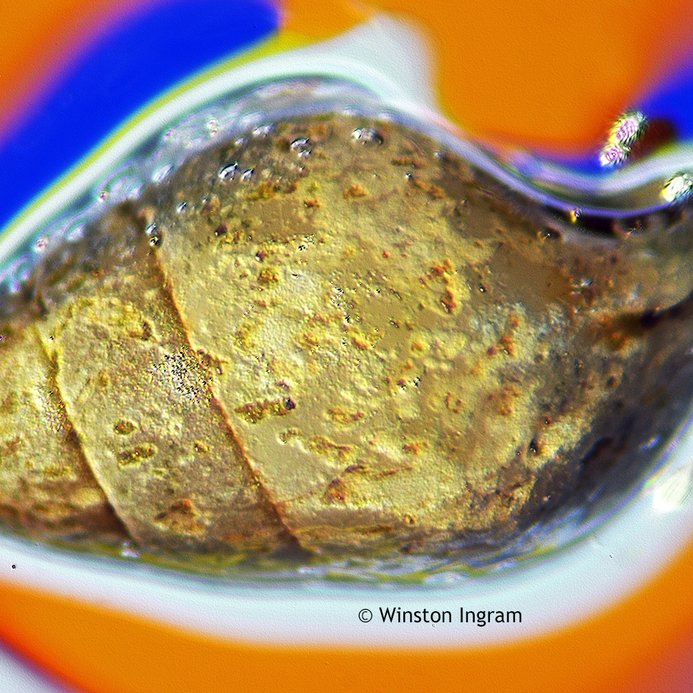 Microscopy Micro Fossils | Microbus Microscope Educational Website