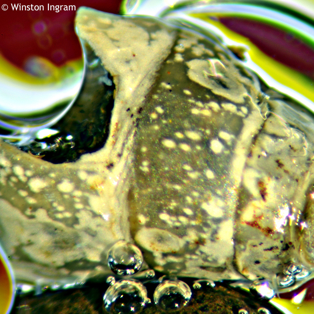 Microscopy Micro Fossils | Microbus Microscope Educational Website