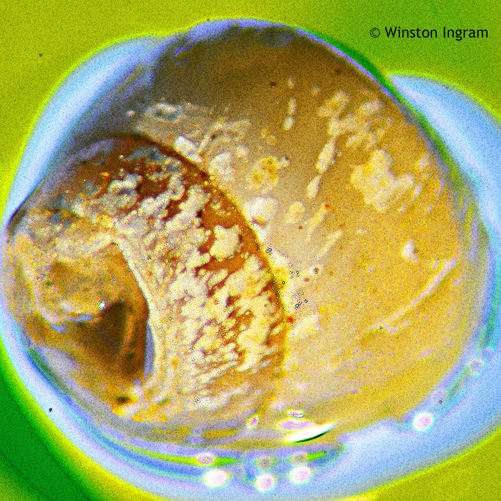 Microscopy Micro Fossils | Microbus Microscope Educational Website