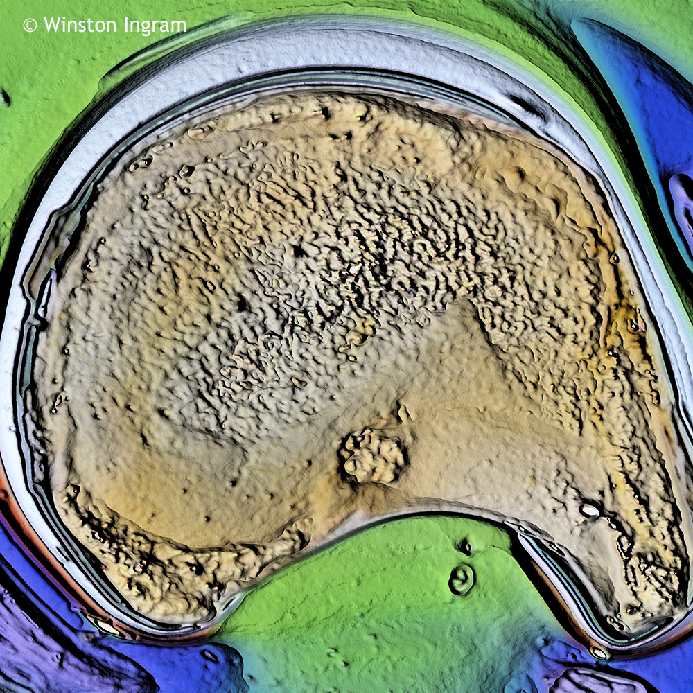 Microscopy Micro Fossils | Microbus Microscope Educational Website