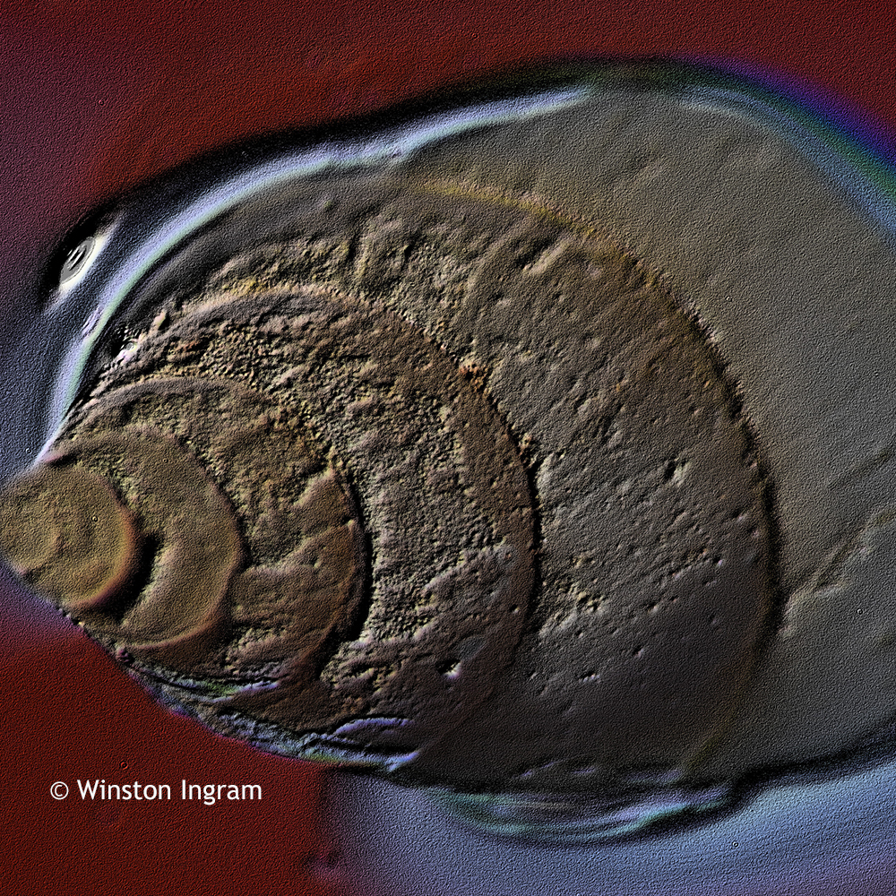 Microscopy Micro Fossils | Microbus Microscope Educational Website