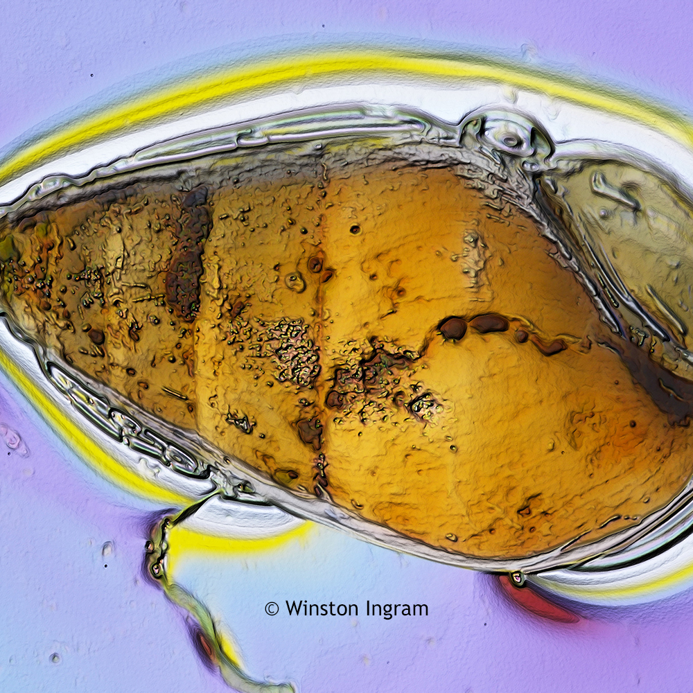 Microscopy Micro Fossils | Microbus Microscope Educational Website
