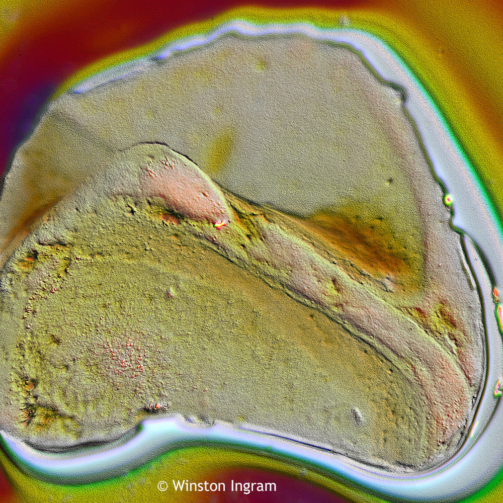 Microscopy Micro Fossils | Microbus Microscope Educational Website