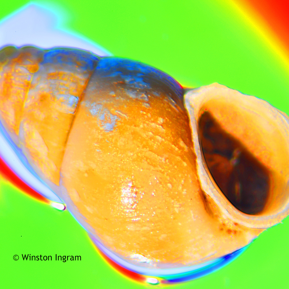 Microscopy Micro Fossils | Microbus Microscope Educational Website