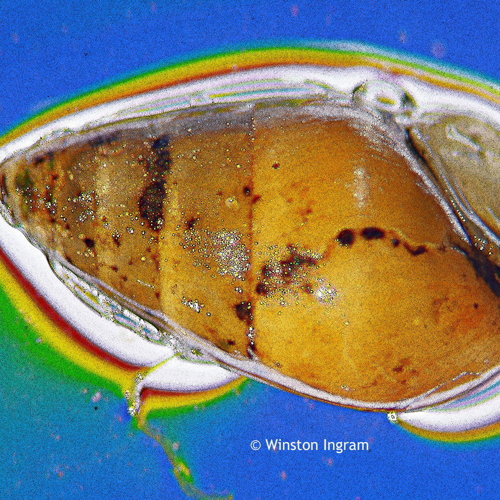 Microscopy Micro Fossils | Microbus Microscope Educational Website