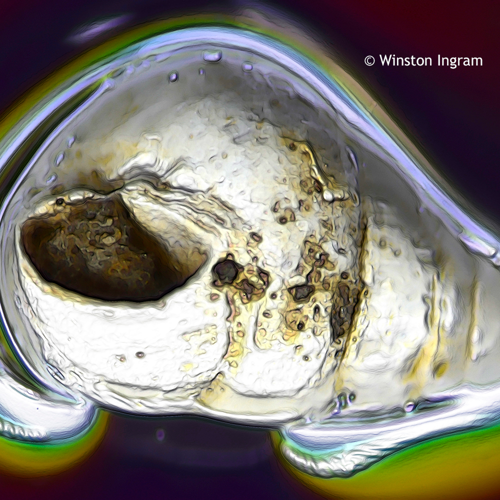 Microscopy Micro Fossils | Microbus Microscope Educational Website