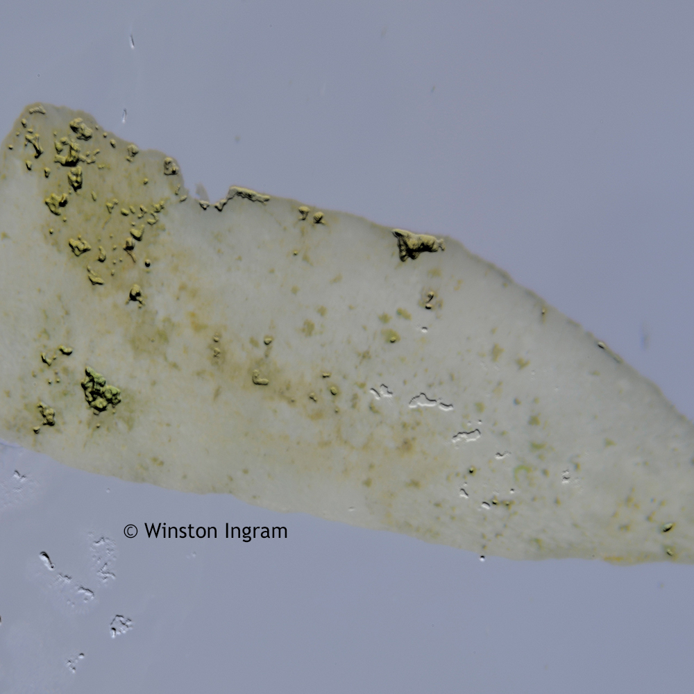 Microscopy Micro Fossils | Microbus Microscope Educational Website