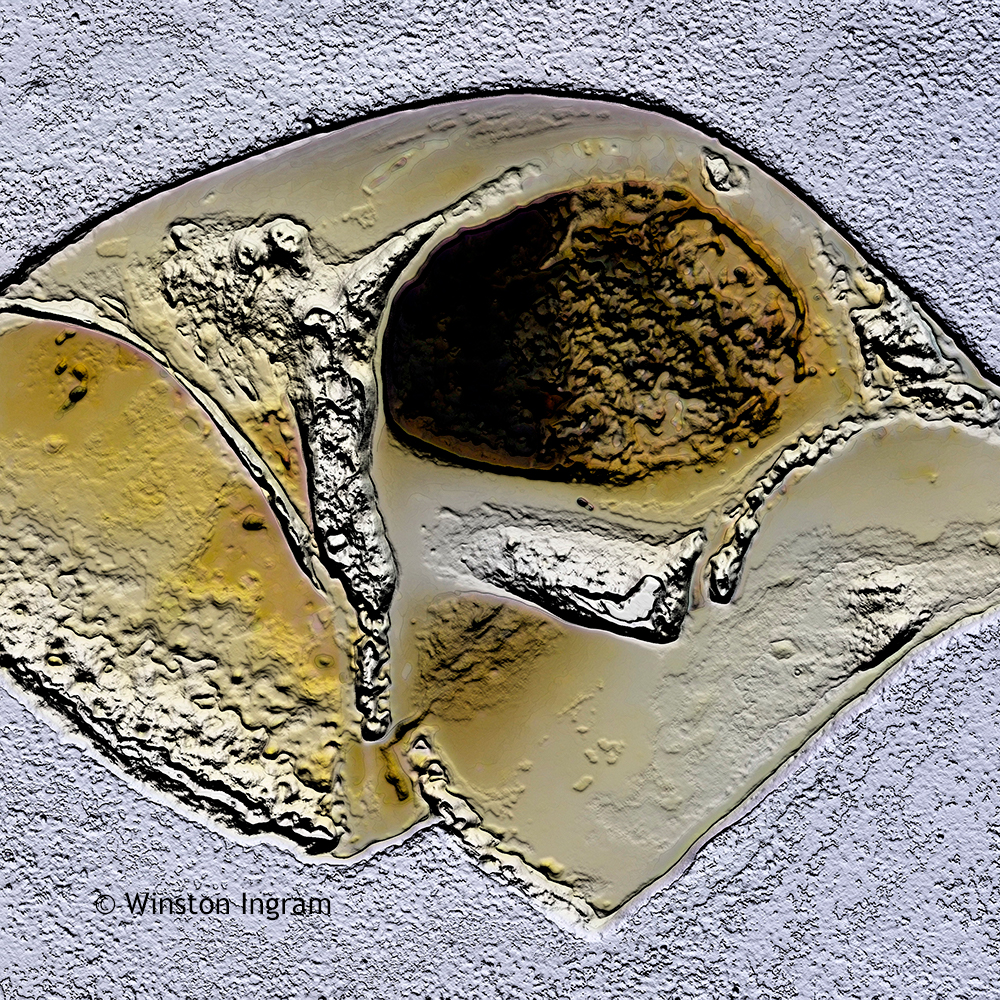 Microscopy Micro Fossils | Microbus Microscope Educational Website