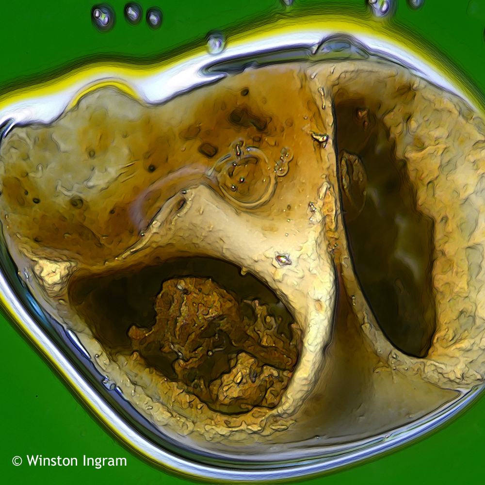 Microscopy Micro Fossils | Microbus Microscope Educational Website