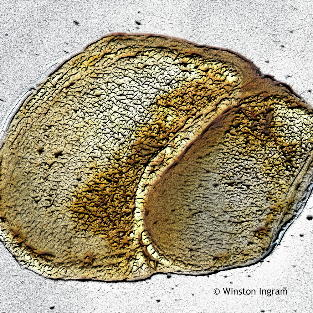 Microscopy Micro Fossils | Microbus Microscope Educational Website